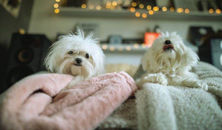 Understanding Your Dog's Behaviour - Easy Spaniel Training