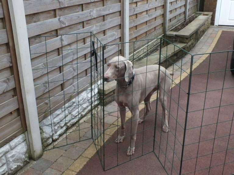 The Best Portable, Flexible, Foldable Dog Fence On The Market - Easy ...