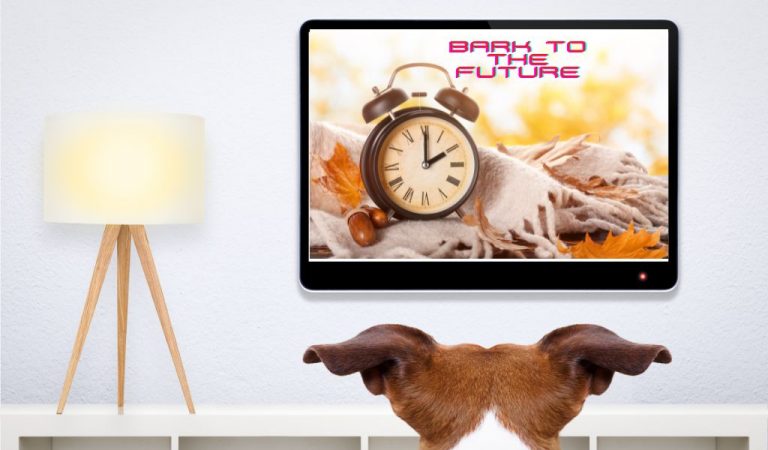 Can Dogs See TV? - Easy Spaniel Training