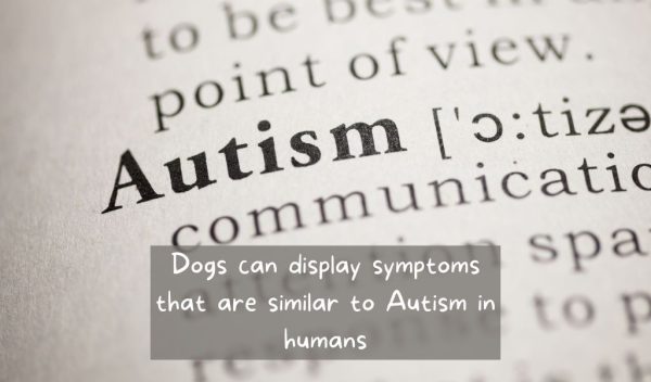 Can Dogs Have Autism? - Easy Spaniel Training