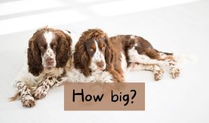 How Big Do Springer Spaniels Get? - Easy Spaniel Training
