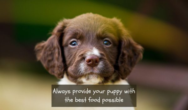 Springer Spaniel Puppy Feeding: The Ultimate Guide - Easy Spaniel Training