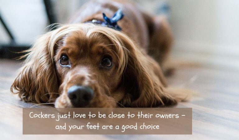 Why Cocker Spaniels Love To Sit On Your Feet - Easy Spaniel Training