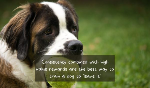 How To Train Your Dog To Leave It: A Step-by-Step Guide - Easy Spaniel ...