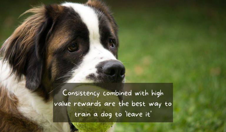 How To Train Your Dog To Leave It: A Step-by-Step Guide - Easy Spaniel ...