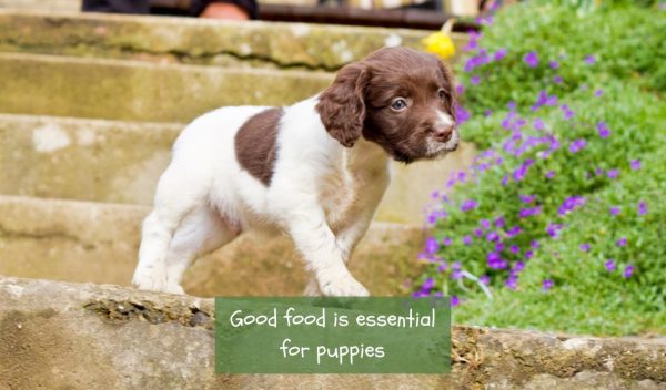 Springer Spaniel Puppy Feeding: The Ultimate Guide - Easy Spaniel Training