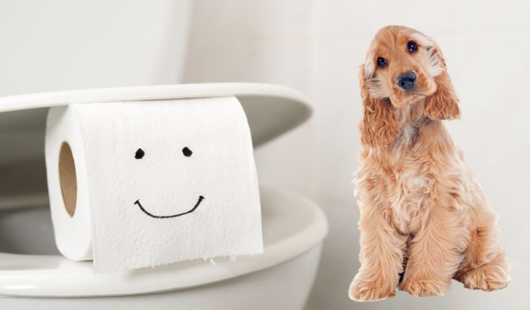 Are Cocker Spaniels Easy To Toilet Train? - Easy Spaniel Training