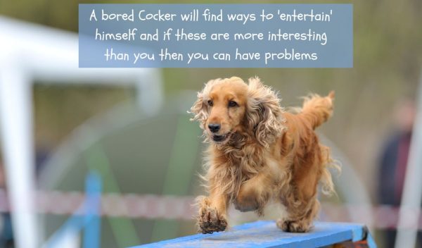 Why Does My Cocker Spaniel Ignore Me? - Easy Spaniel Training