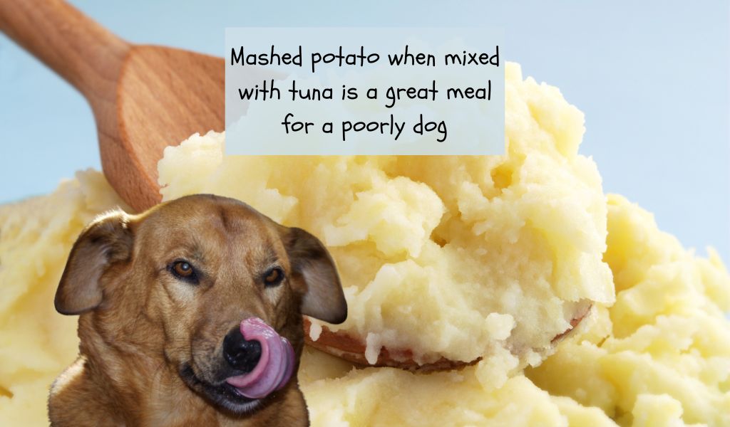 Can Dogs Eat Mashed Potatos