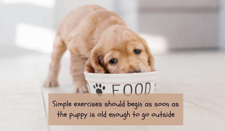 The Ultimate Guide To Training Your Cocker Spaniel - Easy Spaniel Training