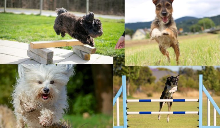 How To Train A Dog To Jump Over An Obstacle - Easy Spaniel Training