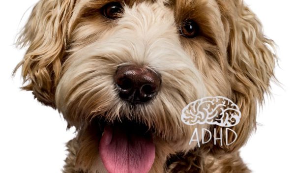 Understanding Canine ADHD - Easy Spaniel Training