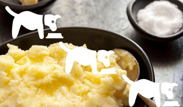 Can Dogs Eat Mashed Potatoes? The Complete Guide - Easy Spaniel Training