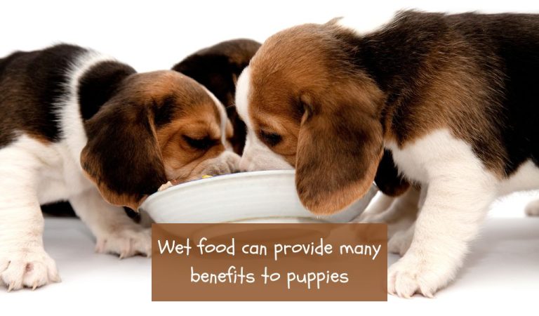 Best Wet Food For Puppies: A Comprehensive Guide - Easy Spaniel Training