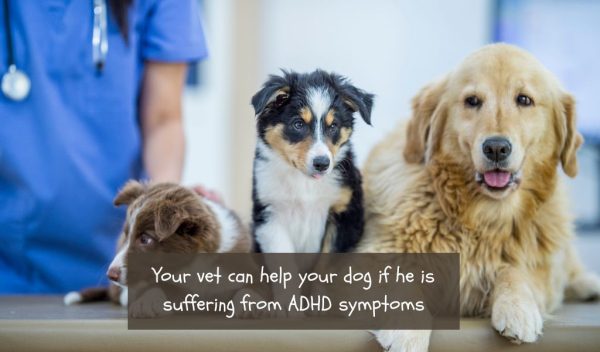Understanding Canine ADHD - Easy Spaniel Training