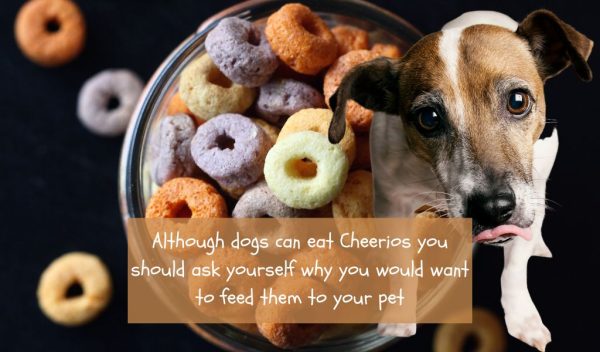 Can Dogs Eat Cheerios? What You Need To Know - Easy Spaniel Training