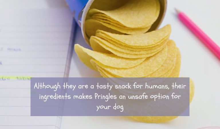 Can Dogs Eat Pringles? - Easy Spaniel Training