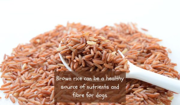 Is Brown Rice Good For Dogs? Everything You Need To Know - Easy Spaniel ...