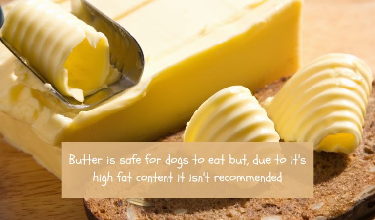 Can Dogs Eat Butter? What You Need To Know - Easy Spaniel Training