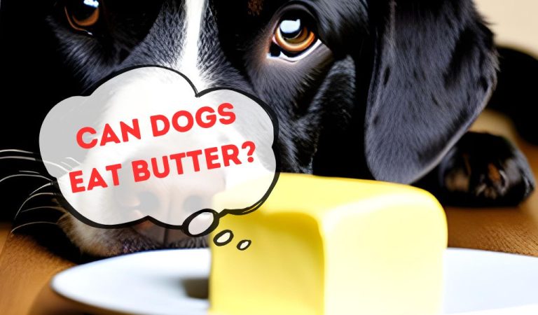 Can Dogs Eat Butter? What You Need To Know - Easy Spaniel Training