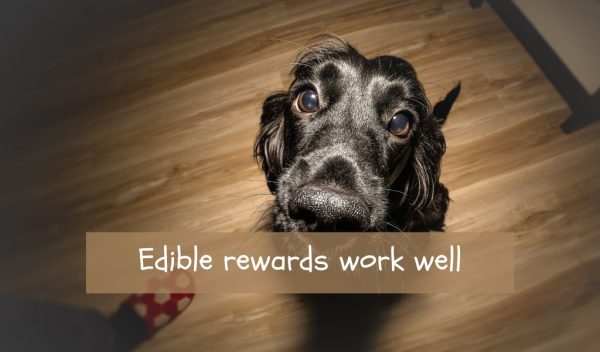 Teaching Your Spaniel To Be Calm And Relaxed On Walks: Tips And Tricks - Easy Spaniel Training