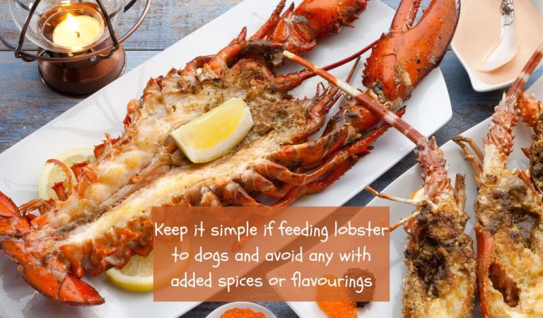 Can Dogs Eat Lobster: What You Need To Know - Easy Spaniel Training