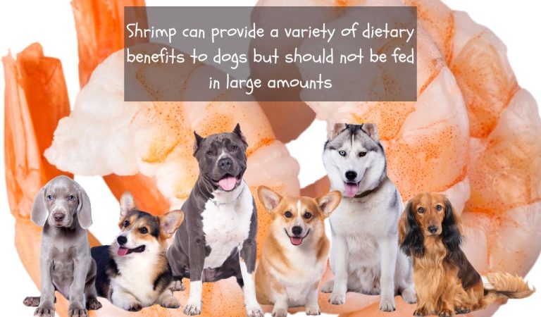 Can Dogs Eat Shrimp? - Easy Spaniel Training