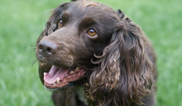 Do Chocolate Cocker Spaniels Shed? Facts And Tips For A Cleaner Home ...