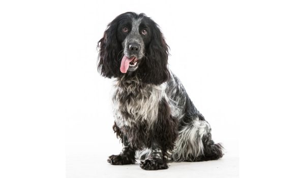 5 Reasons Why Blue Roan Cocker Spaniels Make Great Family Pets - Easy ...