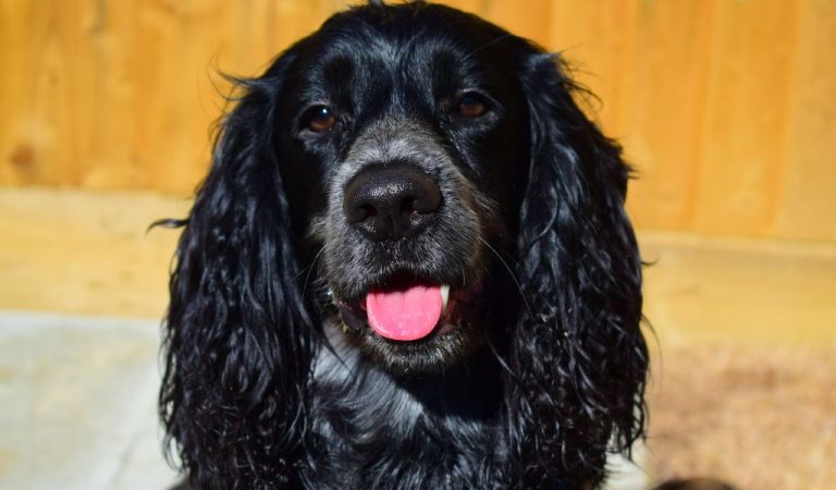 Training Tips For Blue Roan Cocker Spaniels: A Beginner's Guide - Easy ...