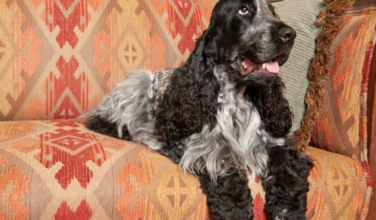 The Best Grooming Practices For Blue Roan Cocker Spaniels - Easy ...