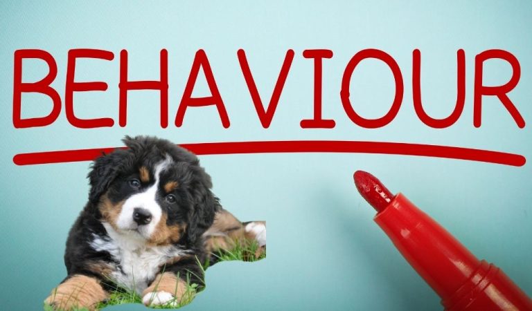5 Common Dog Behaviours And What They Mean: Understanding Your Canine ...