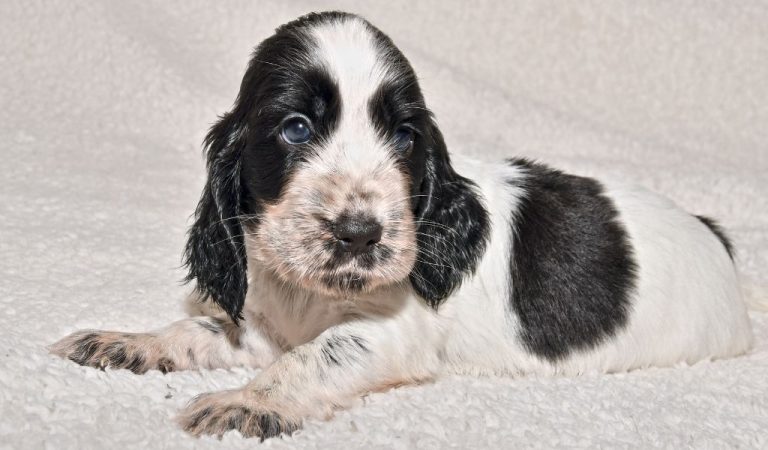 Do Blue Roan Cocker Spaniels Get Darker? Understanding Colour Changes ...