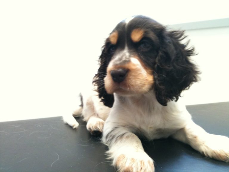 The Different Coat Colours Of Cocker Spaniels: What Makes Blue Roan ...