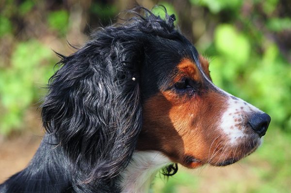 The Ultimate Guide To Tri-Colour Working Cocker Spaniel Breeds - Easy ...