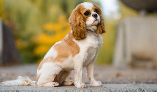 The Ultimate Guide: The Cavalier King Charles Spaniel's Temperament And Training - Easy Spaniel ...