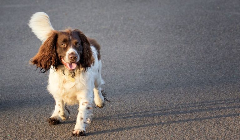 How Long Do Springer Spaniels Live? - Easy Spaniel Training