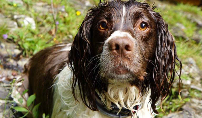 Why Does My English Springer Spaniel Dig Up The Garden? - Easy Spaniel ...