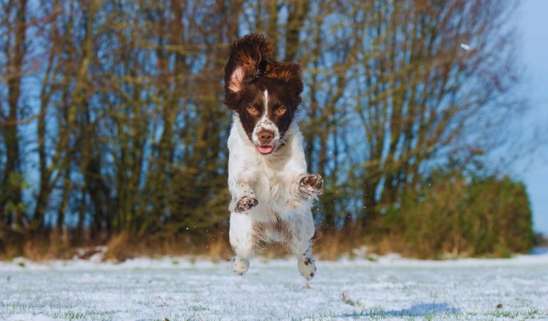 Can You Over Exercise A Springer Spaniel? Navigating The Boundaries Of Physical Activity - Easy ...