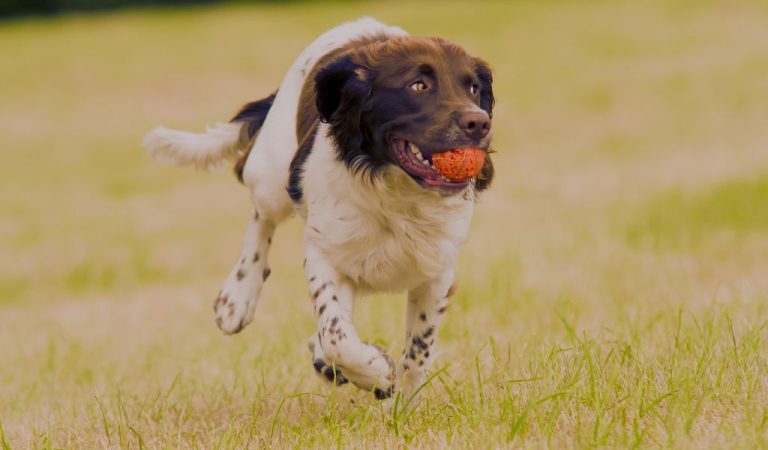 How To Stop A Springer Spaniel From Running Away: Your Comprehensive ...