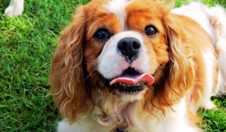 Training A Cavalier King Charles Spaniel To Walk On A Lead Without Pulling - Easy Spaniel Training