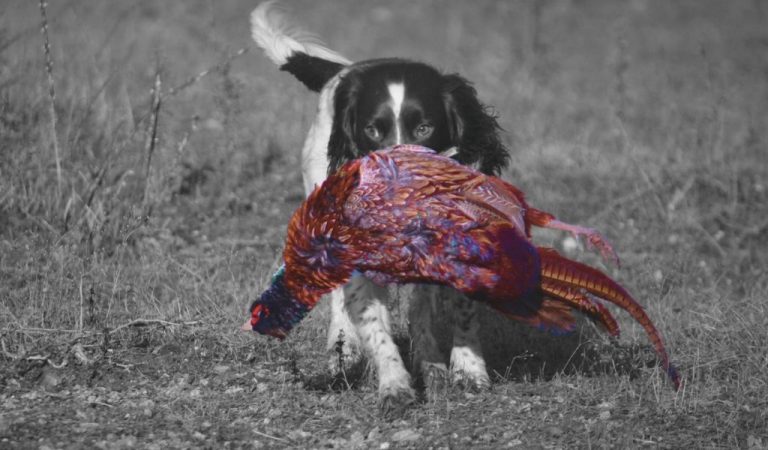 Mastering Obedience: Practical Steps To Teach Your English Springer ...