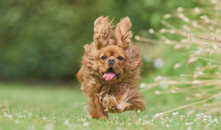 The Role Of Exercise In Maintaining A Well-Trained And Happy Cavalier King Charles Spaniel ...