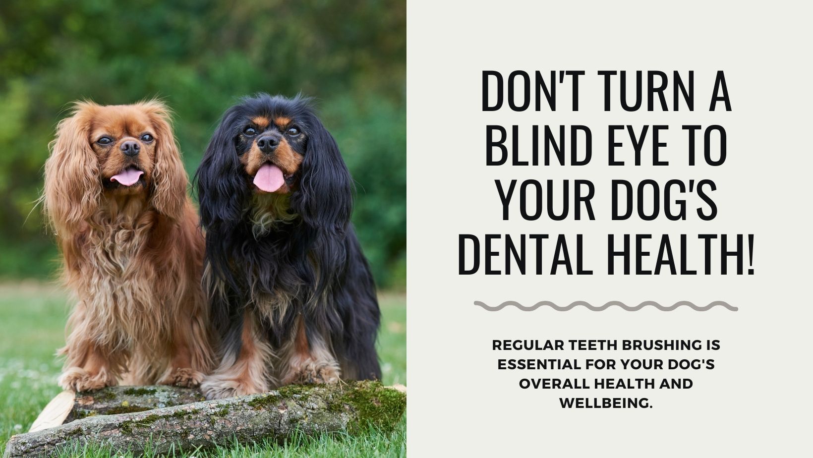 The Importance Of Dental Care For Your Cavalier King Charles Spaniel ...
