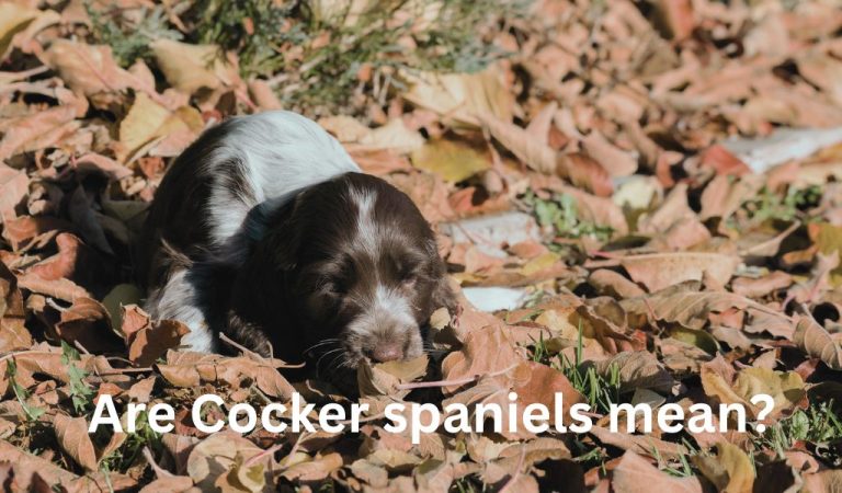 Are Springer Spaniels Good Family Pets? Everything You Need to Know ...