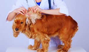 Understanding And Managing Cocker Spaniel Ear Infection Symptoms - Easy ...