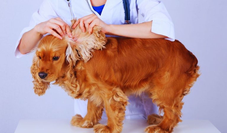 Understanding And Managing Cocker Spaniel Ear Infection Symptoms - Easy ...