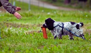 Do Cocker Spaniels Like To Play Fetch? - Easy Spaniel Training