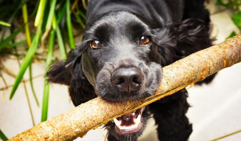 Can dogs sense evil? - Easy Spaniel Training