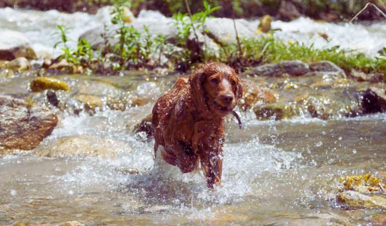 Understanding Tail Docking In Cocker Spaniels: Reasons And Implications ...